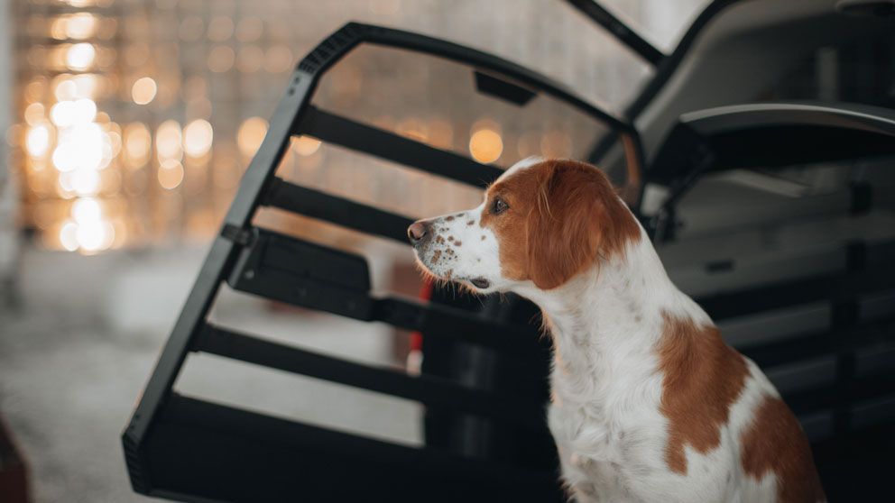 Seleccionar la jaula para perros ideal para tu vehículo con Thule ...